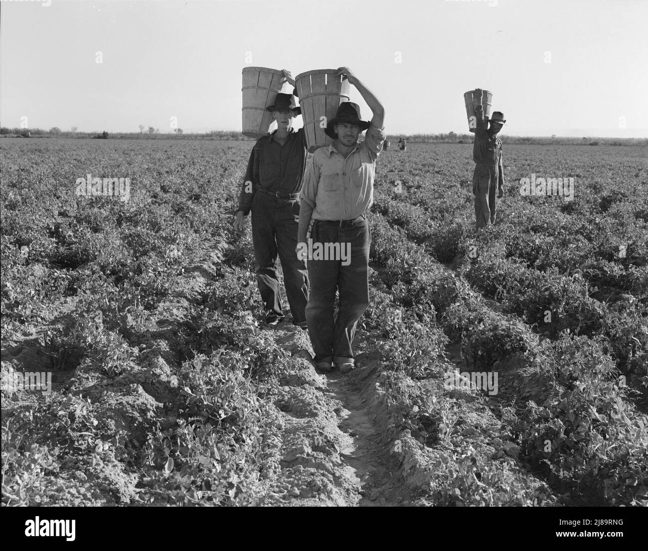 End of the day. Near Calipatria, California. Pea pickers Stock Photo ...
