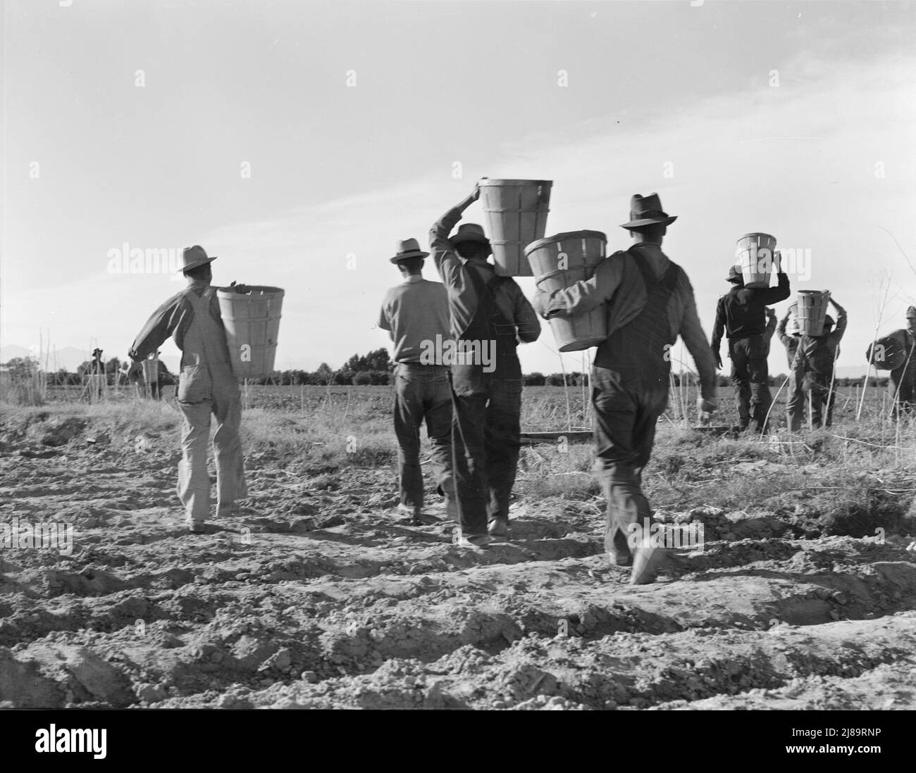 Pea pickers. End of the day. Near Calipatria. California Stock Photo ...