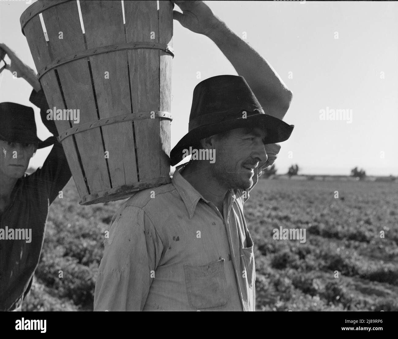 Pickers coming into the weigh master. Pea field near Calipatria ...