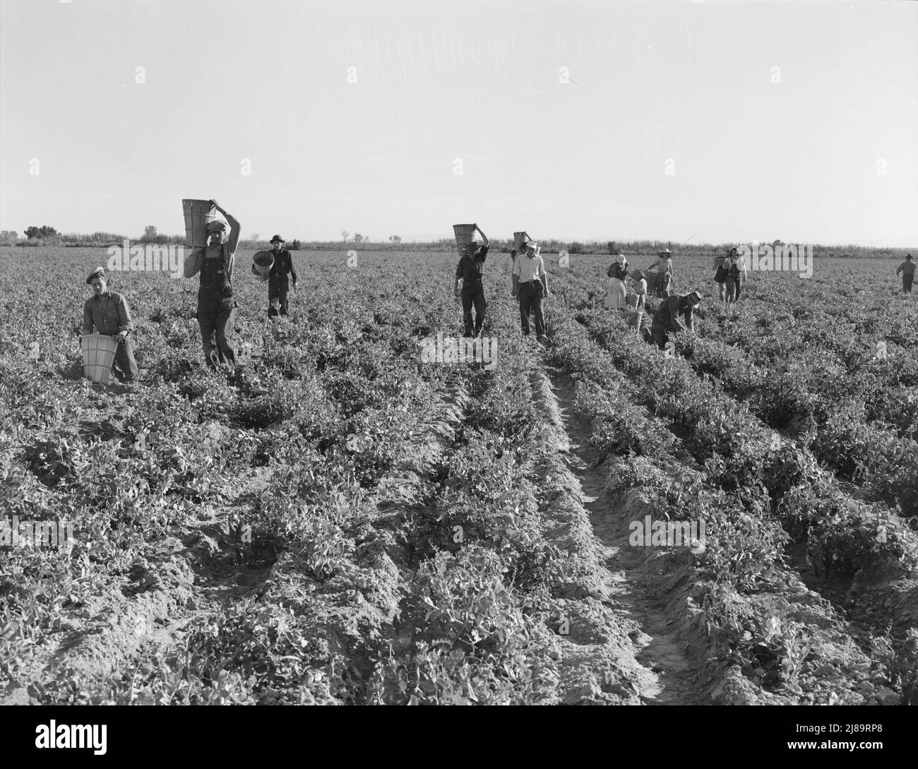 End of the day. Near Calipatria, California. Pea pickers Stock Photo ...