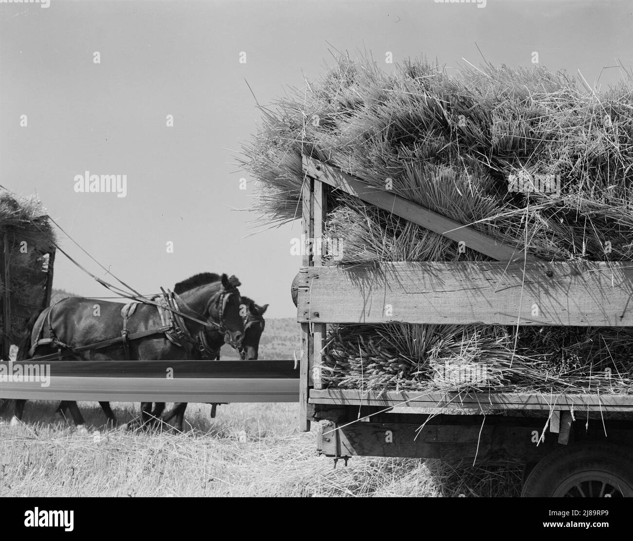 Threshing, midsummer noon. Five miles west of Malin. Klamath County ...