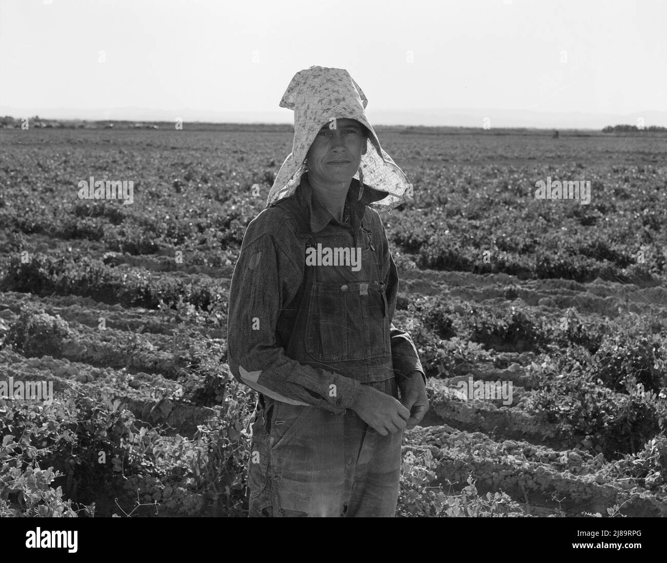 Pea picker hi-res stock photography and images - Alamy