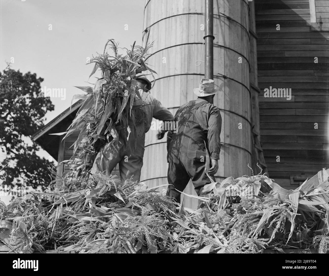 Cooperating farmers feeding corn from the wagon through the ensilage ...