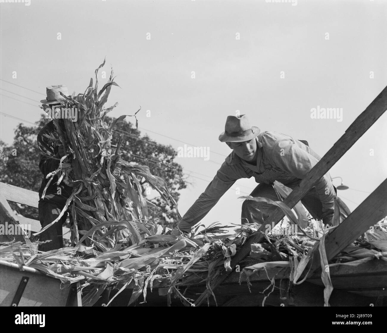 Cooperating farmers with wagonload of corn. Feeding corn from the wagon ...