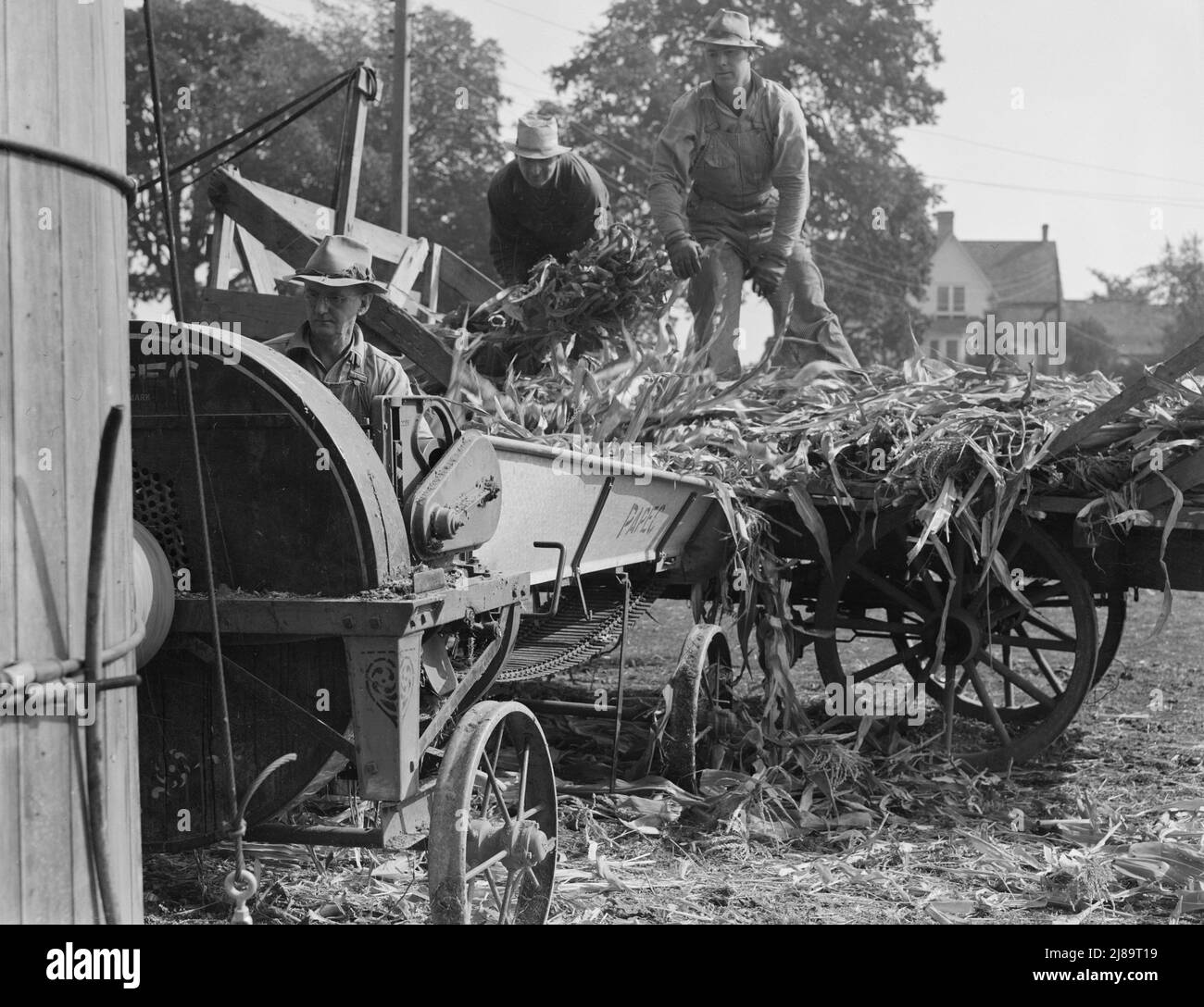 Cooperating farmers feeding corn from the wagon through the ensilage ...