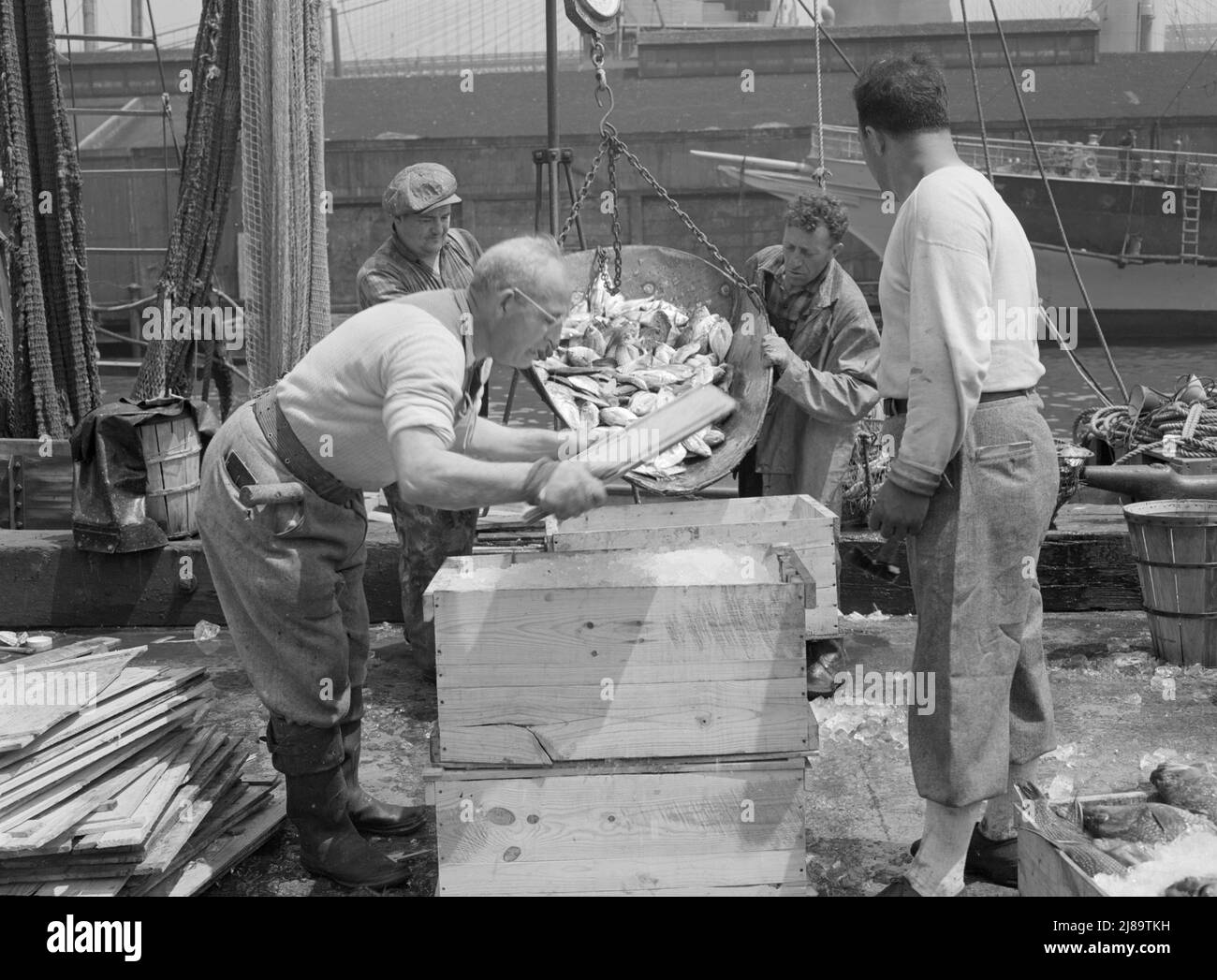 New York, New York. Dock stevedores packing and icing fish at the ...