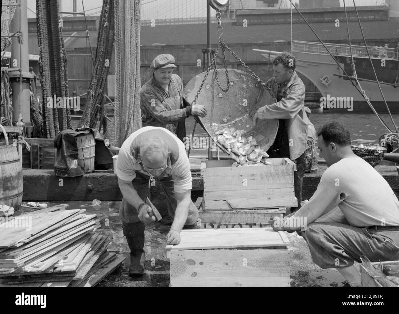 New York, New York. Dock stevedores packing and icing fish at the ...