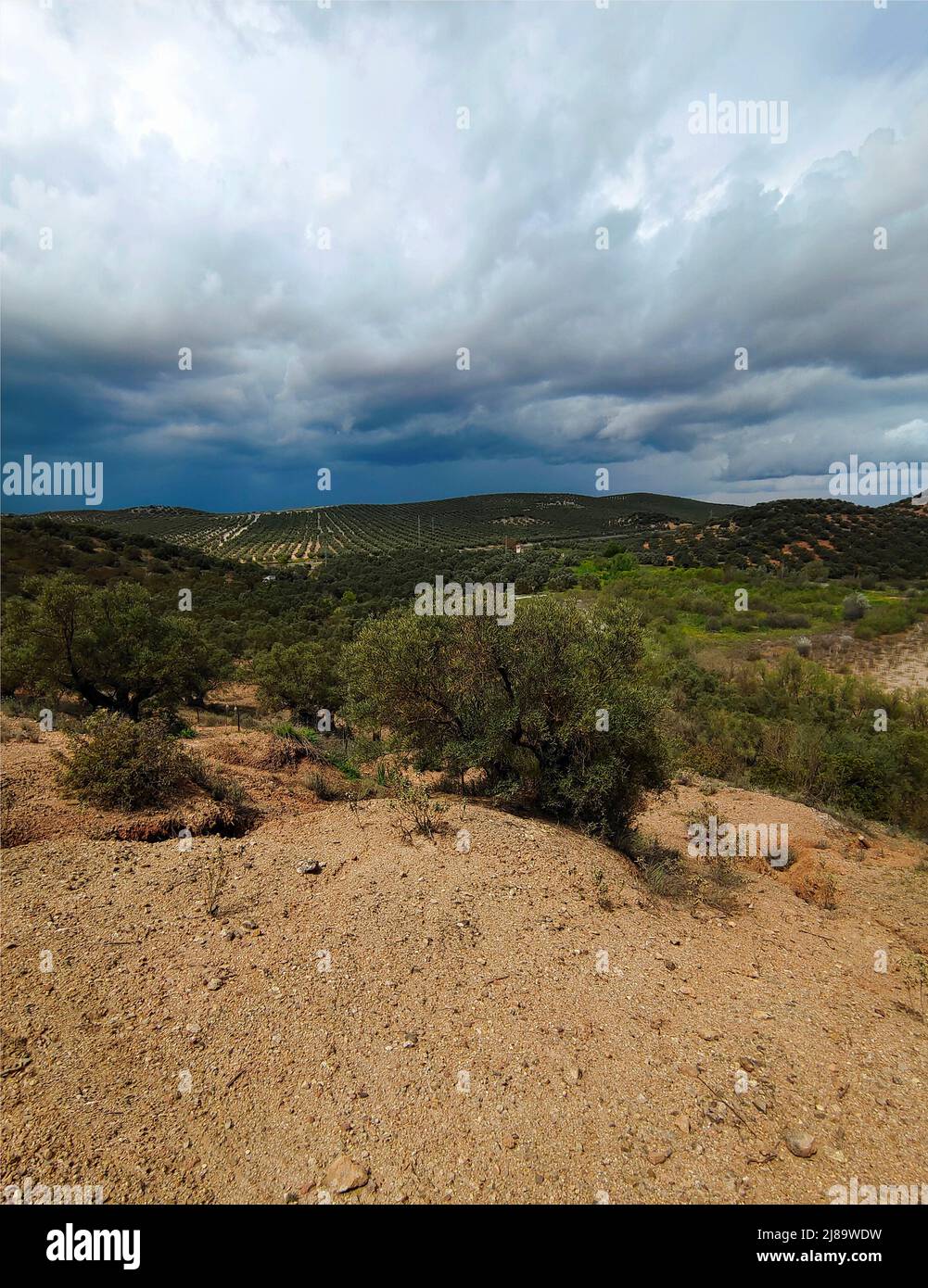 Olive trees in Cordoba province in the springtime Stock Photo - Alamy