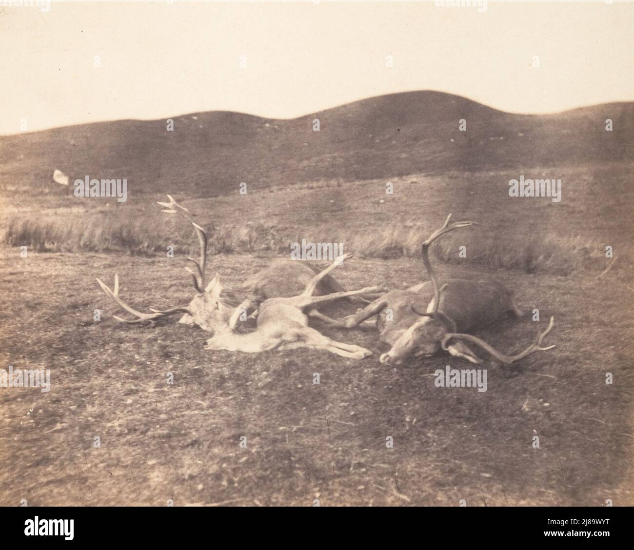 Two dead stags hi-res stock photography and images - Alamy