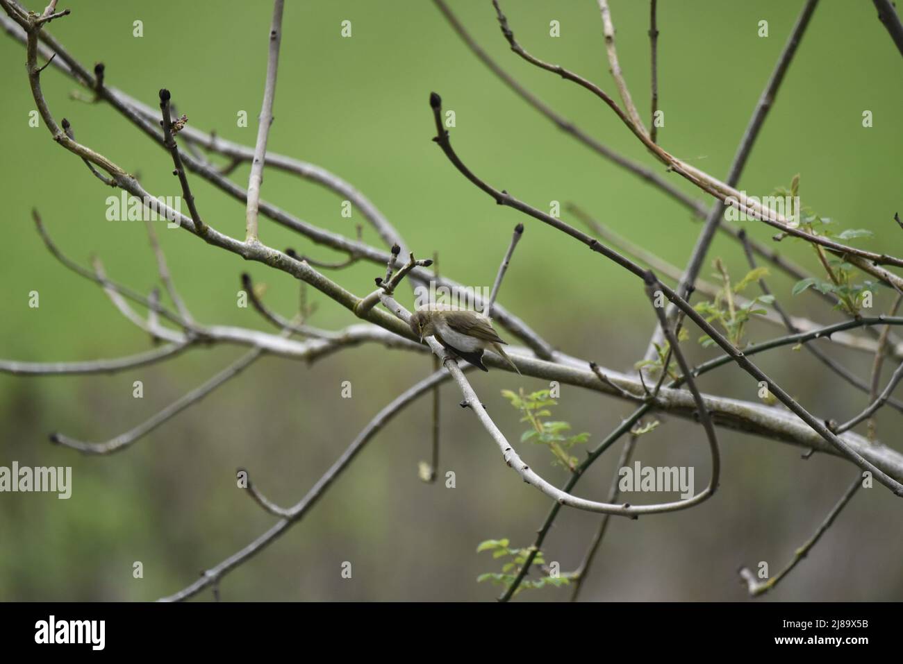 Side profile of bird hi-res stock photography and images - Alamy
