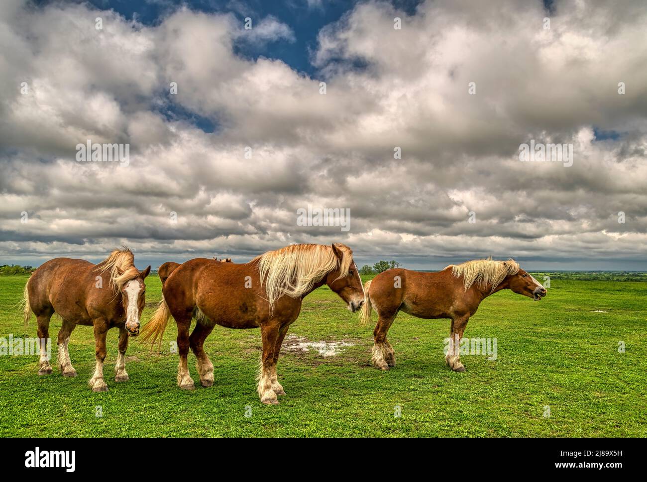Belgian draft horse black white hi-res stock photography and images - Alamy