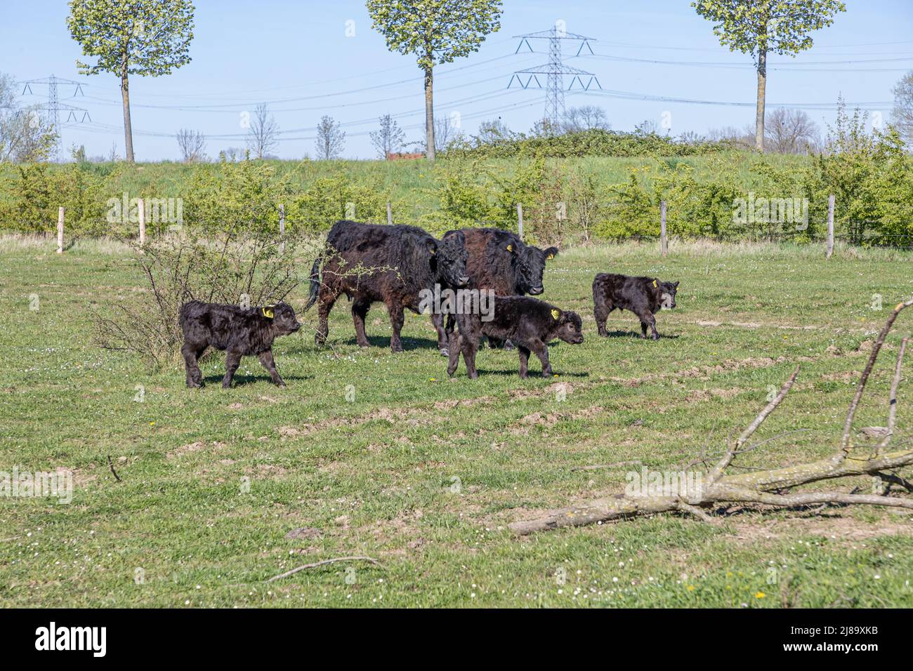 Two Galloway cows with their calves in Molenplas nature reserve ...