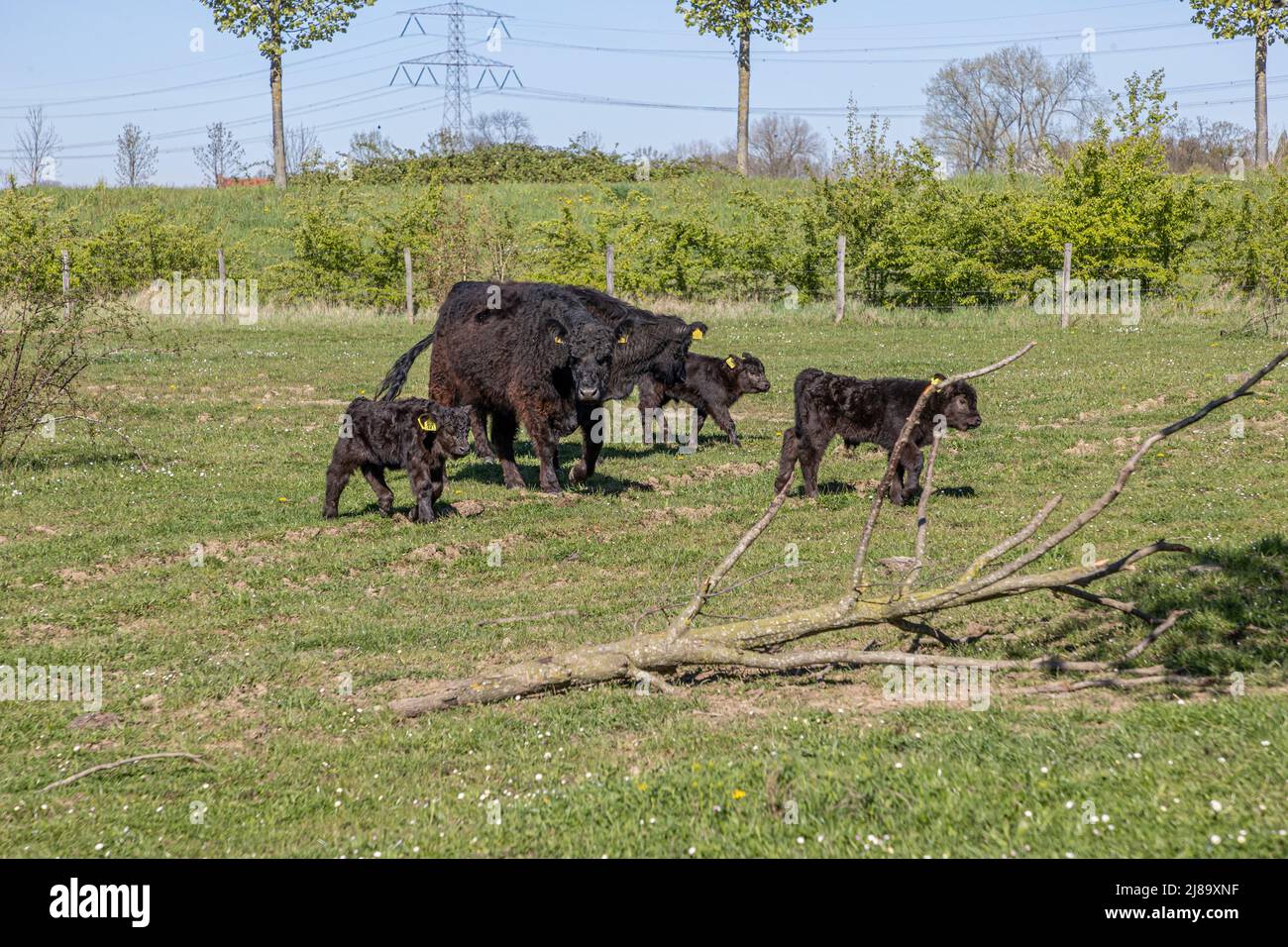 Galloway cows walking calmly with their calves on green grass in ...