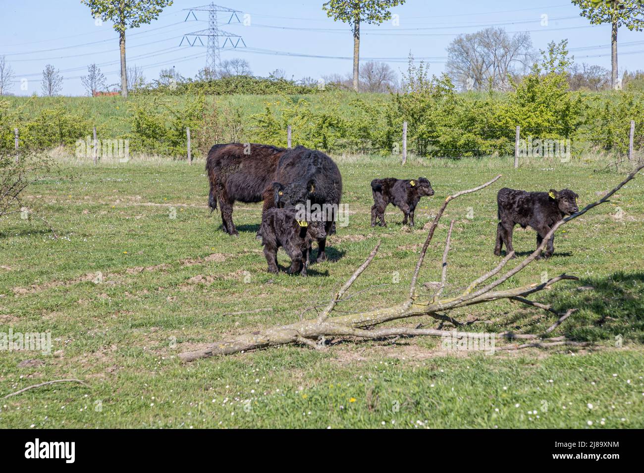 Molenplas nature reserve with green grass and Galloway cows calmly ...