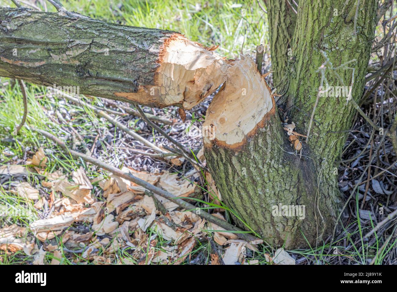Close-up of a beaver-gnawed tree trunk with small pieces of wood ...
