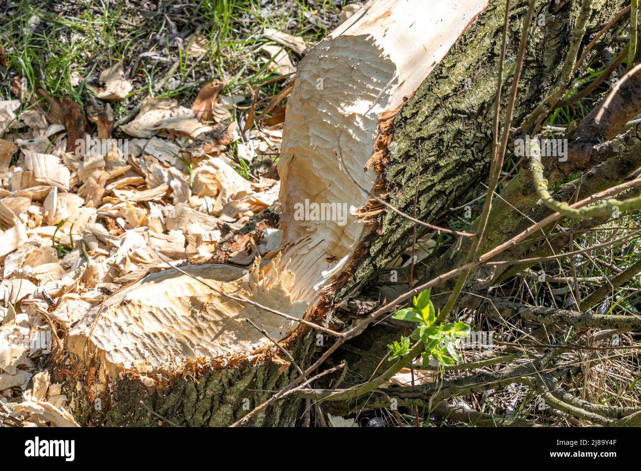 Close-up of a fallen tree trunk, bitten by a beaver with small pieces ...