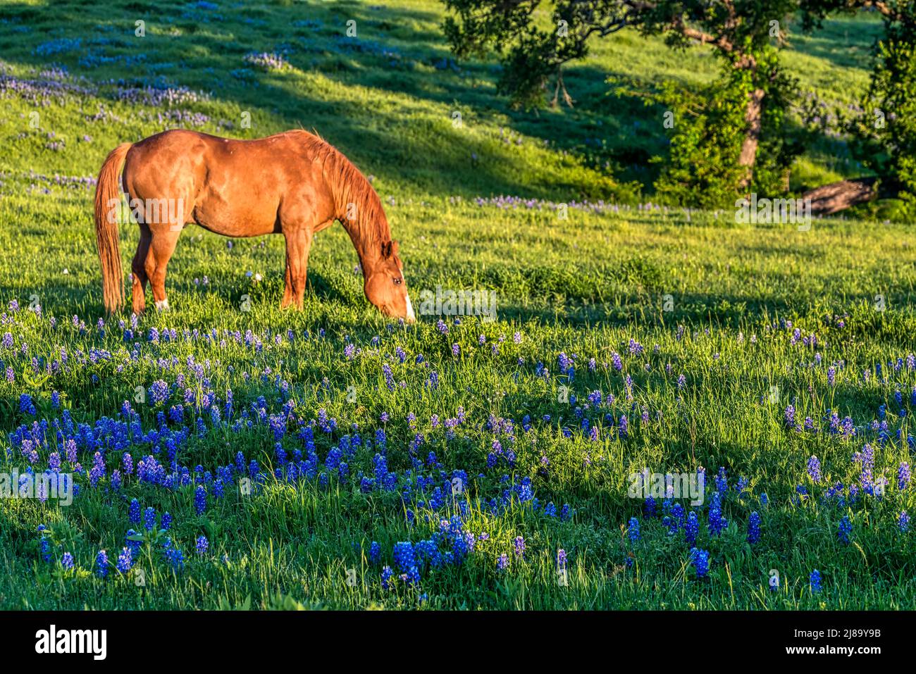 A horse and bluebonnets on a ranch in the Hill Country of Texas Stock ...