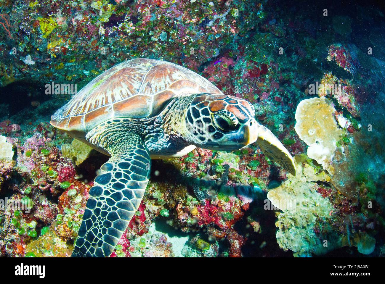 Green sea turtle at Ulong Channel, Palau, Micronesia Stock Photo - Alamy