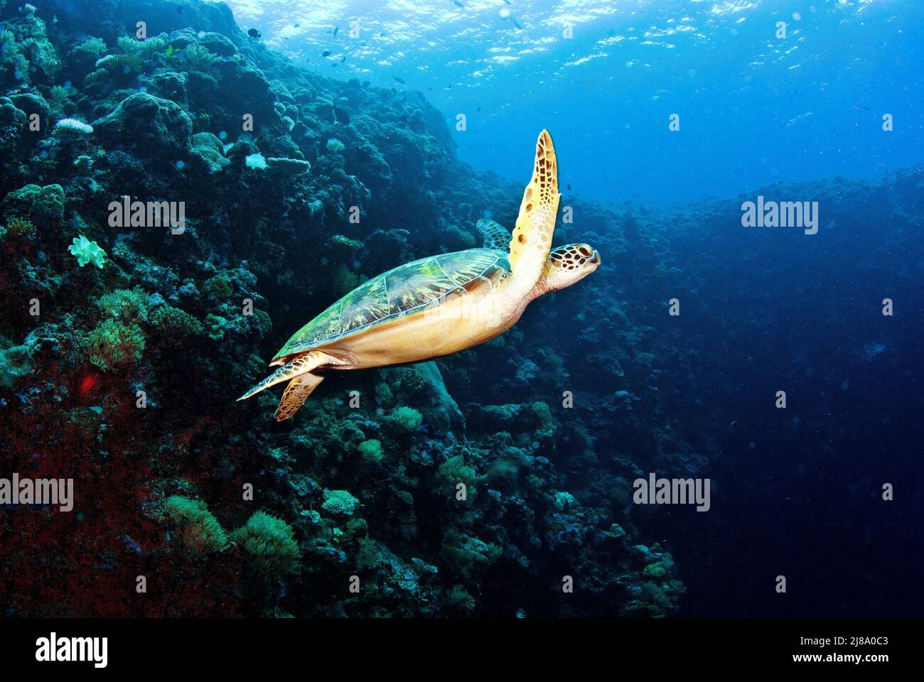 Green sea turtle at Ulong Channel, Palau, Micronesia Stock Photo - Alamy