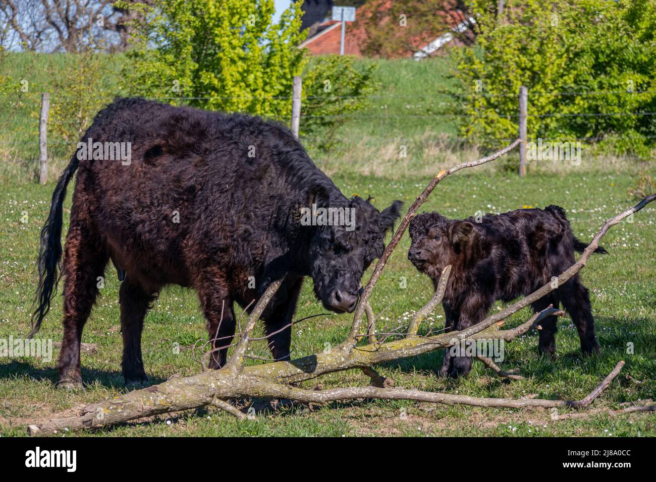 Galloway cow with her calf next to a fallen tree trunk, Molenplas ...