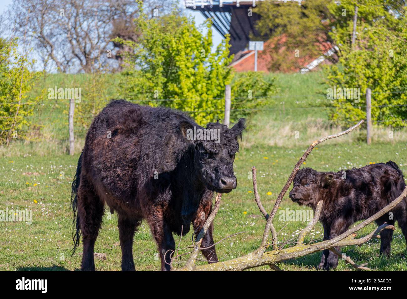 Curly cow rural hi-res stock photography and images - Alamy
