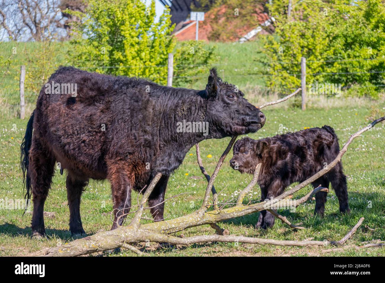 Curly haired cattle hi-res stock photography and images - Alamy