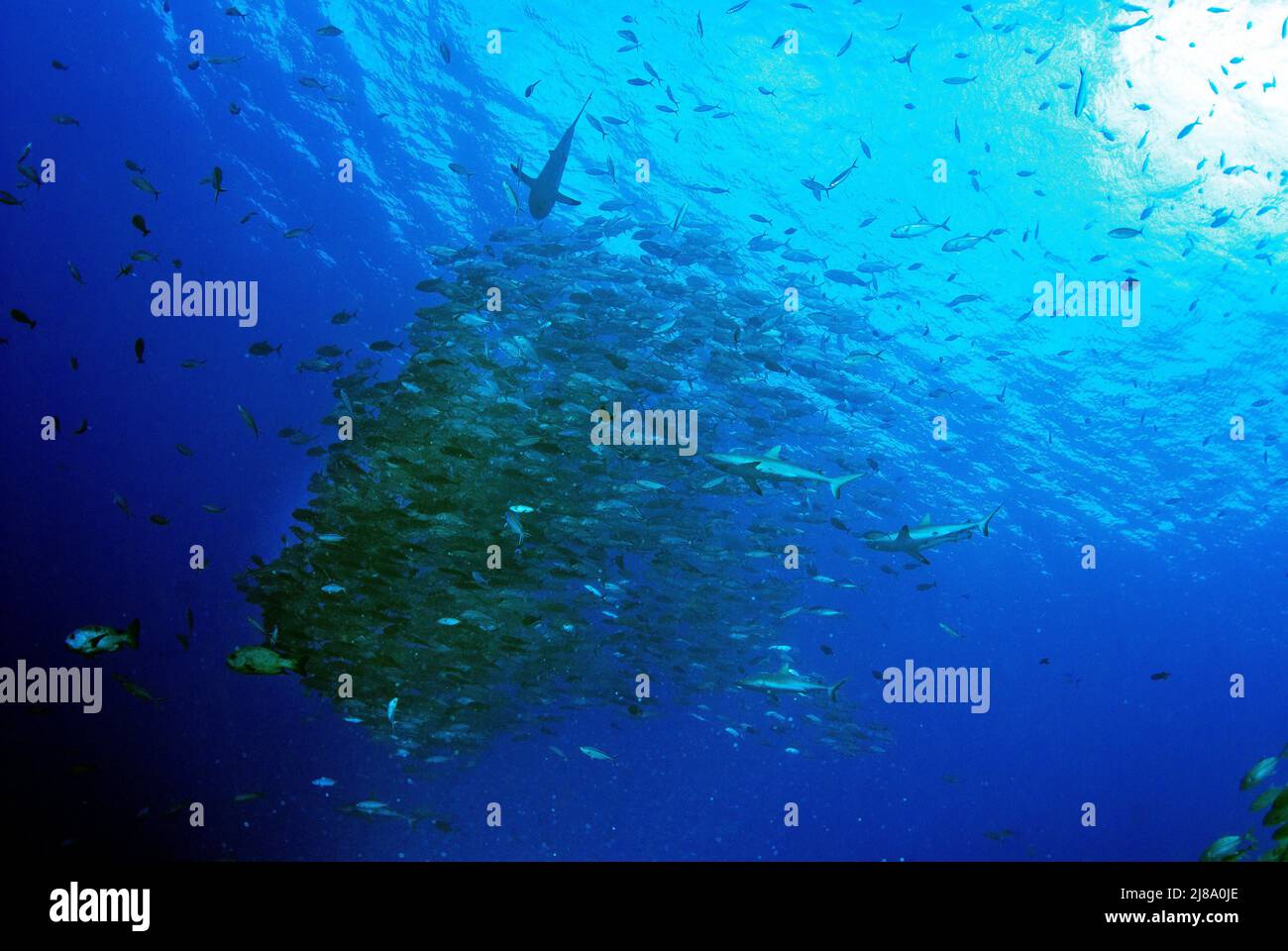 Gray reef sharks attacking ball of jacks at Blue Corner, Palau ...