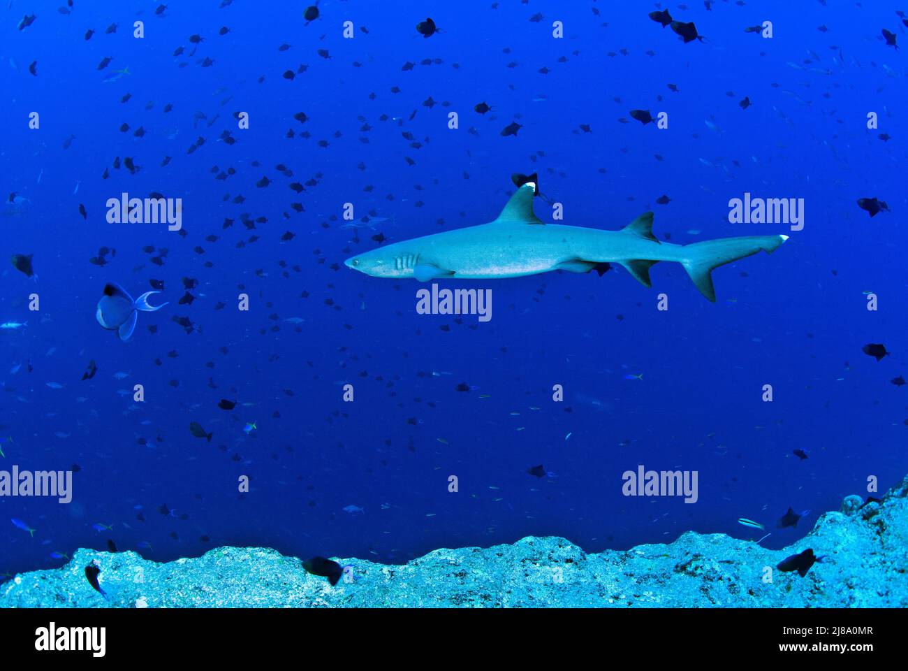 gray reef shark at Blue Corner, Palau, Micronesia Stock Photo - Alamy