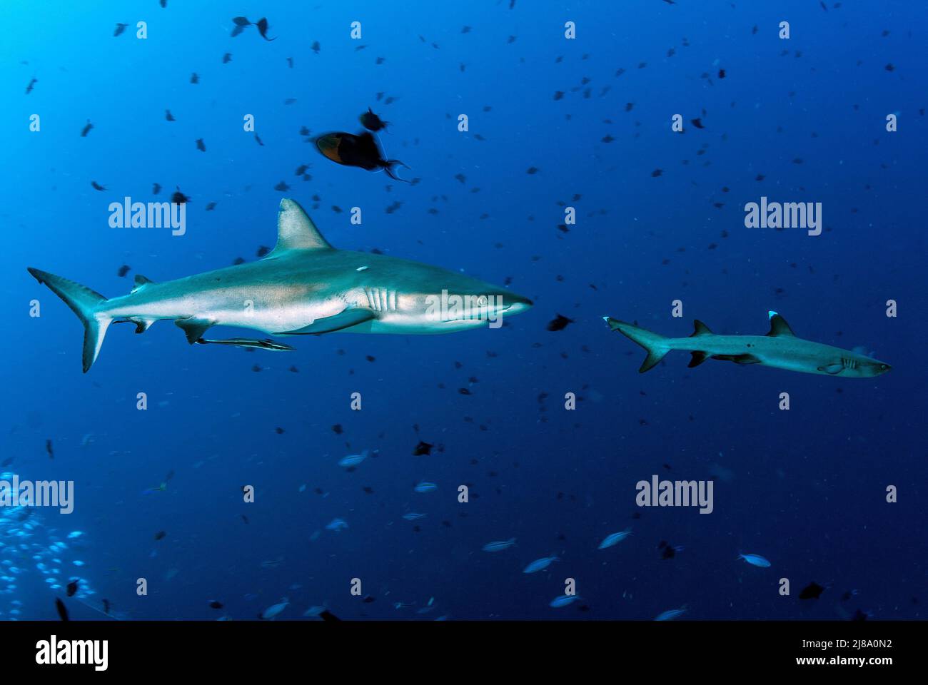 gray reef shark at Blue Corner, Palau, Micronesia Stock Photo - Alamy