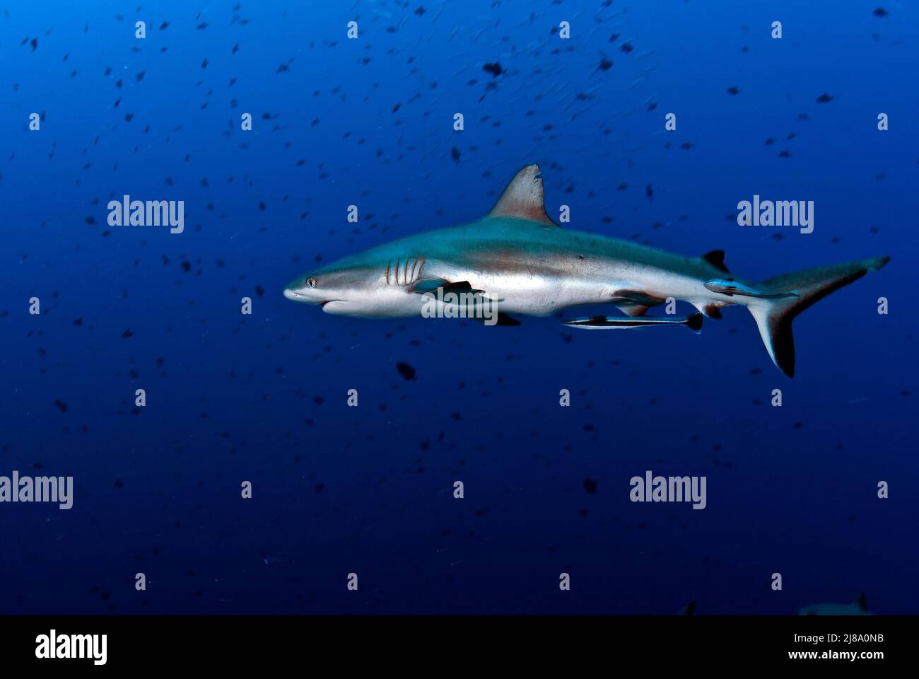 gray reef shark at Blue Corner, Palau, Micronesia Stock Photo - Alamy