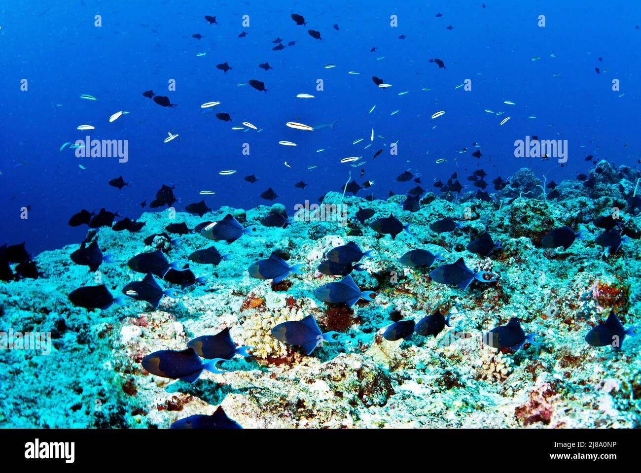 gray reef shark Stock Photo - Alamy