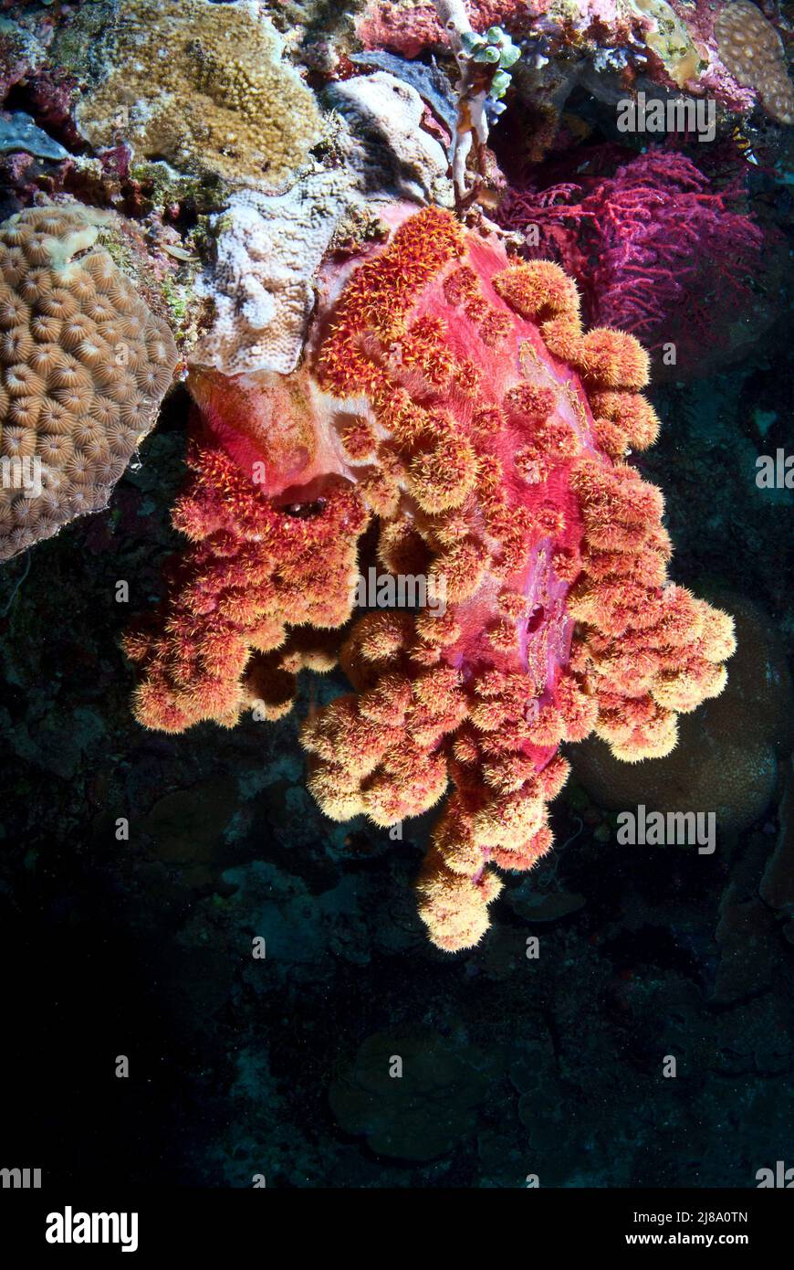 Orange soft coral at Big Drop Off, Palau, Micronesia Stock Photo - Alamy