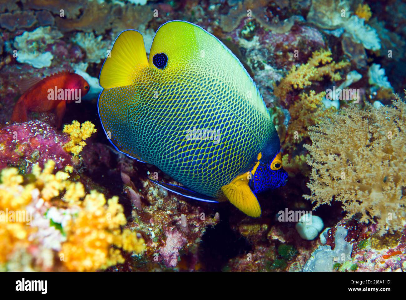 Yellow mask angelfish hi-res stock photography and images - Alamy