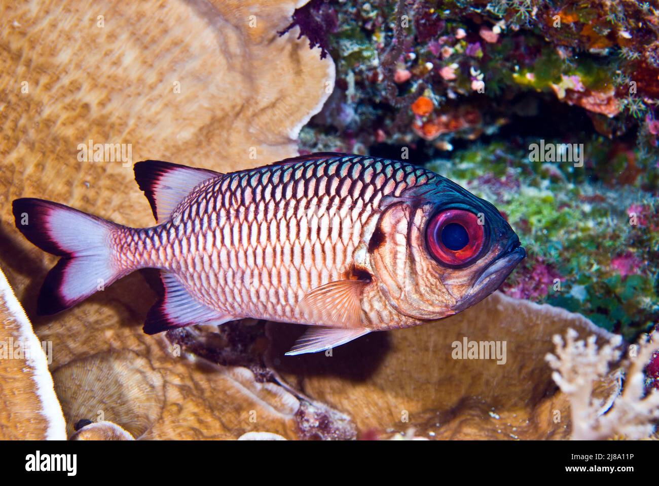 Shadowfin soldierfish at Pelelui Wall, Palau, Micronesia Stock Photo ...