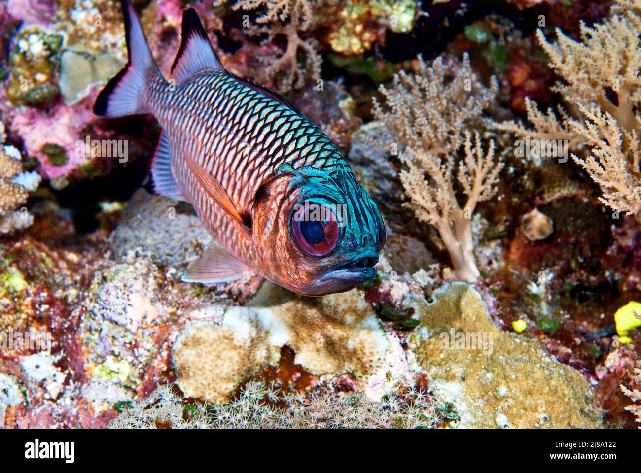 Shadowfin soldierfish at Pelelui Wall, Palau, Micronesia Stock Photo ...