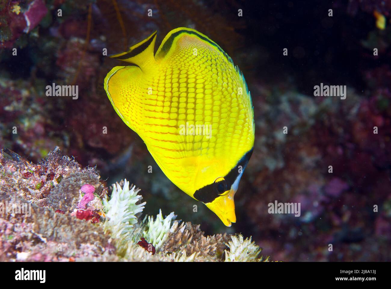 Things to see in palau hi-res stock photography and images - Alamy