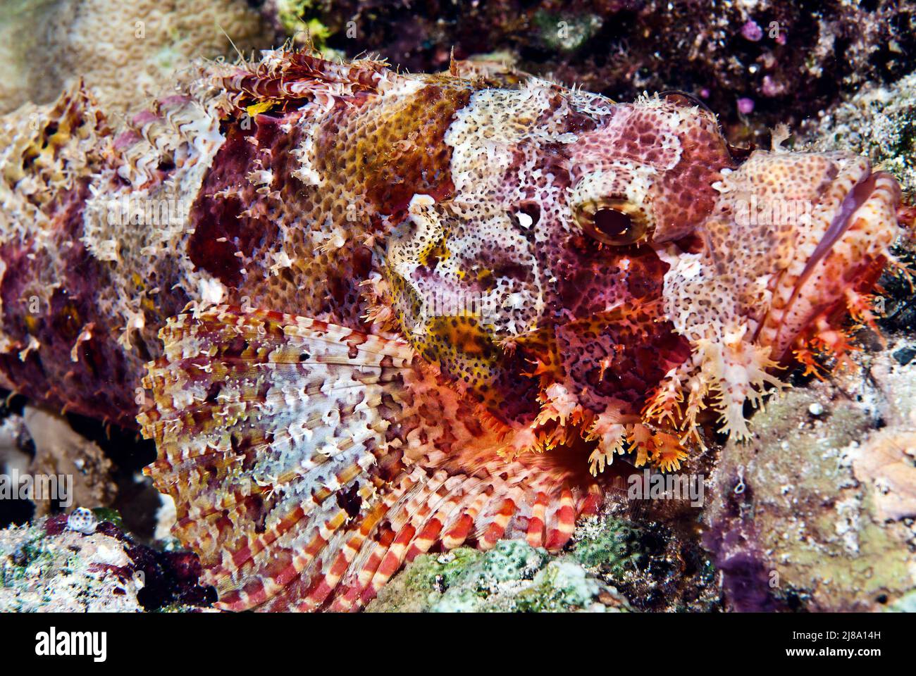 Tasseled scorpionfish at Pelelui Wall, Palau, Micronesia Stock Photo ...