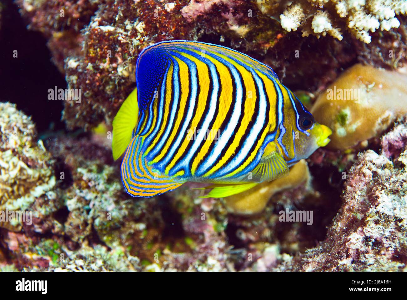 Things to see in palau hi-res stock photography and images - Alamy