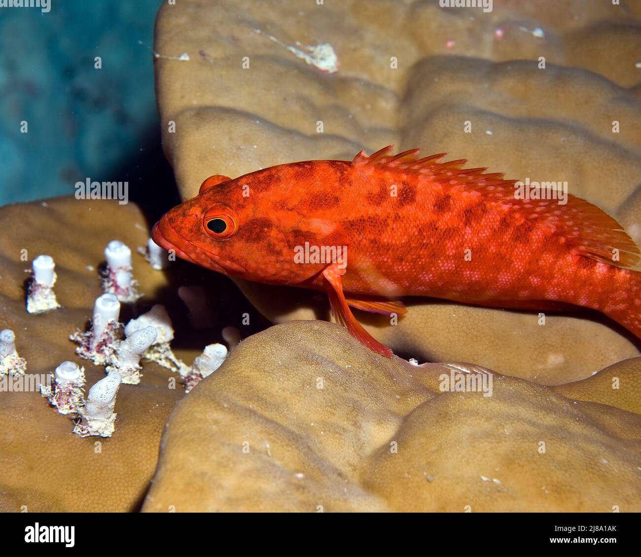 Strawberry grouper at Pelelui Wall, Palau, Micronesia Stock Photo - Alamy