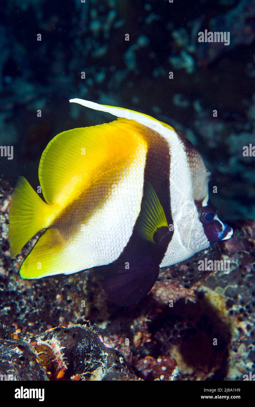 Masked banner fish hi-res stock photography and images - Alamy