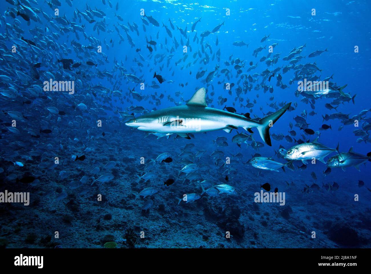 Gray reef shark amid school of fish at Blue Corner, Palau, Micronesia ...