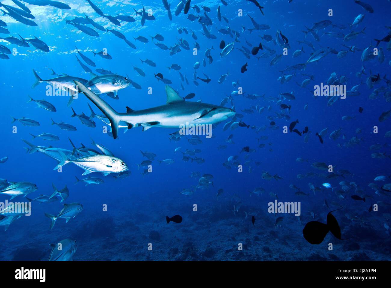 Gray reef shark amid school of fish at Blue Corner, Palau, Micronesia ...