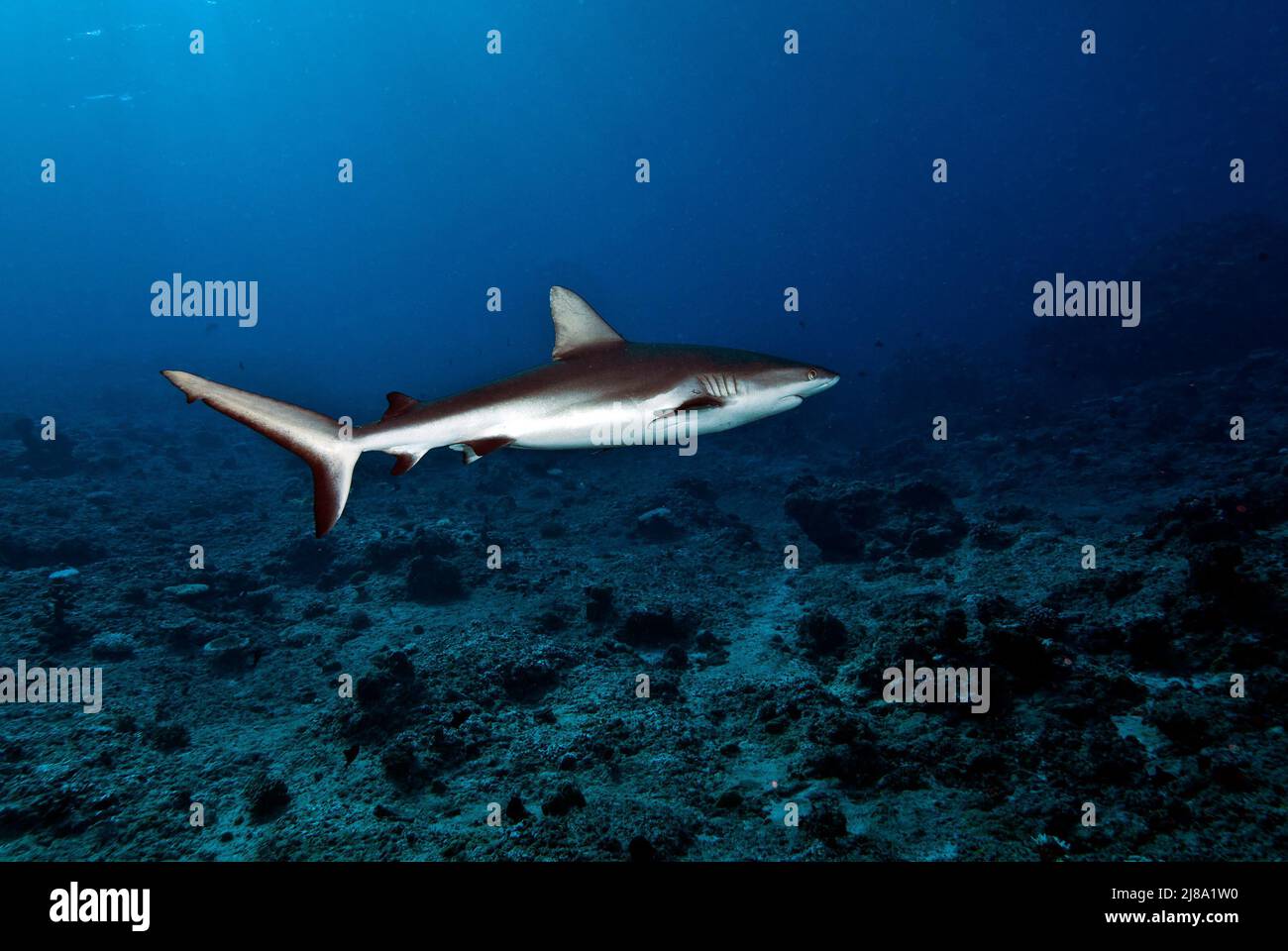 Gray reef shark at Blue Corner, Palau, Micronesia Stock Photo - Alamy