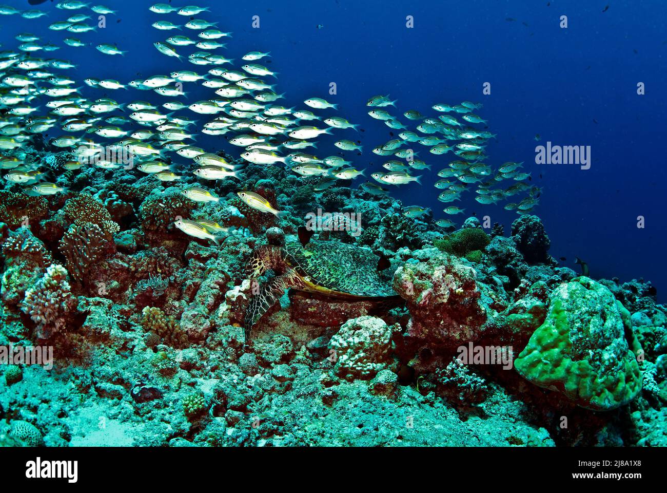Palau Turtle Sea Turtle Numbers Improving