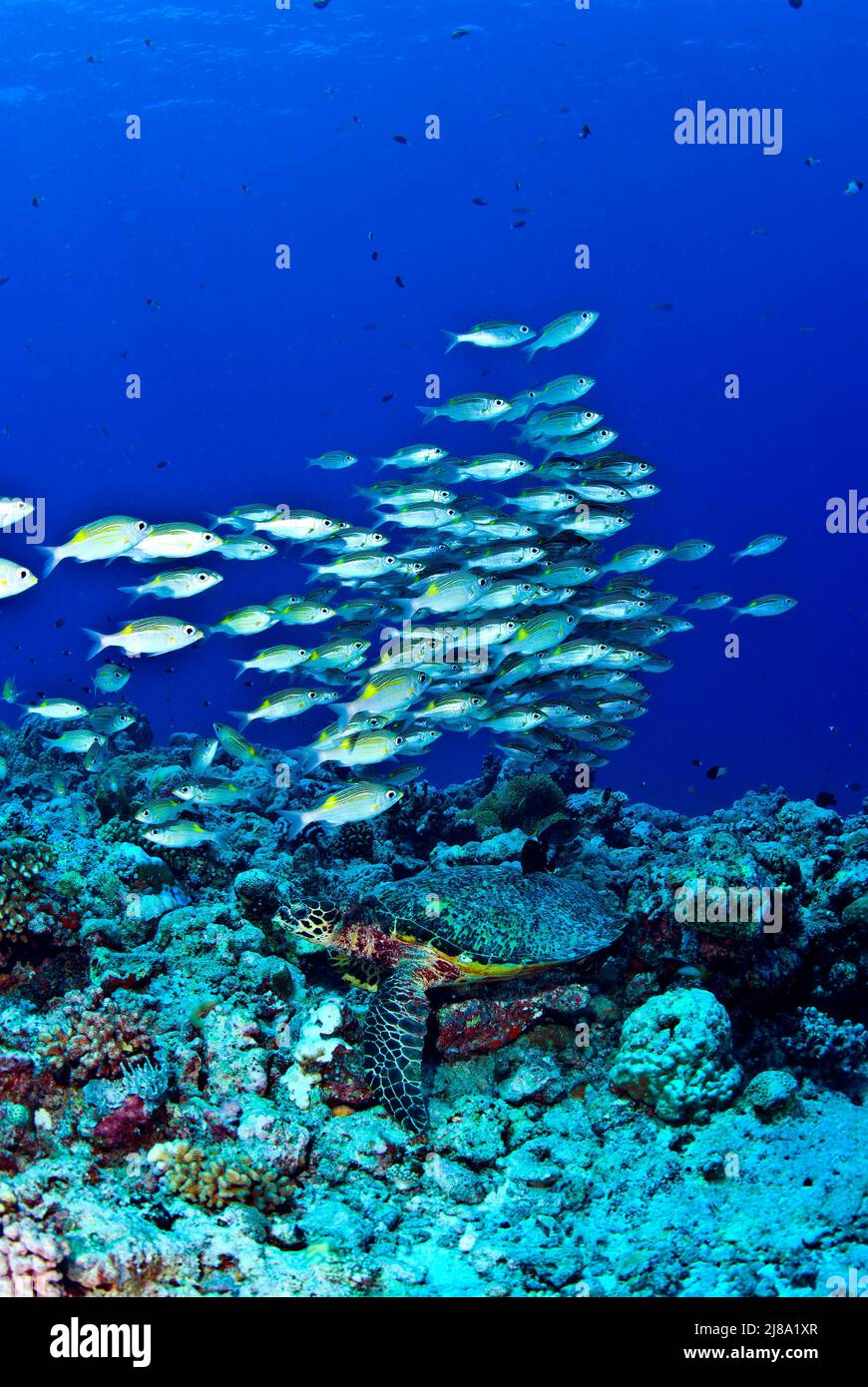 Hawksbill sea turtle at cleaning station, New Dropoff, Palau ...