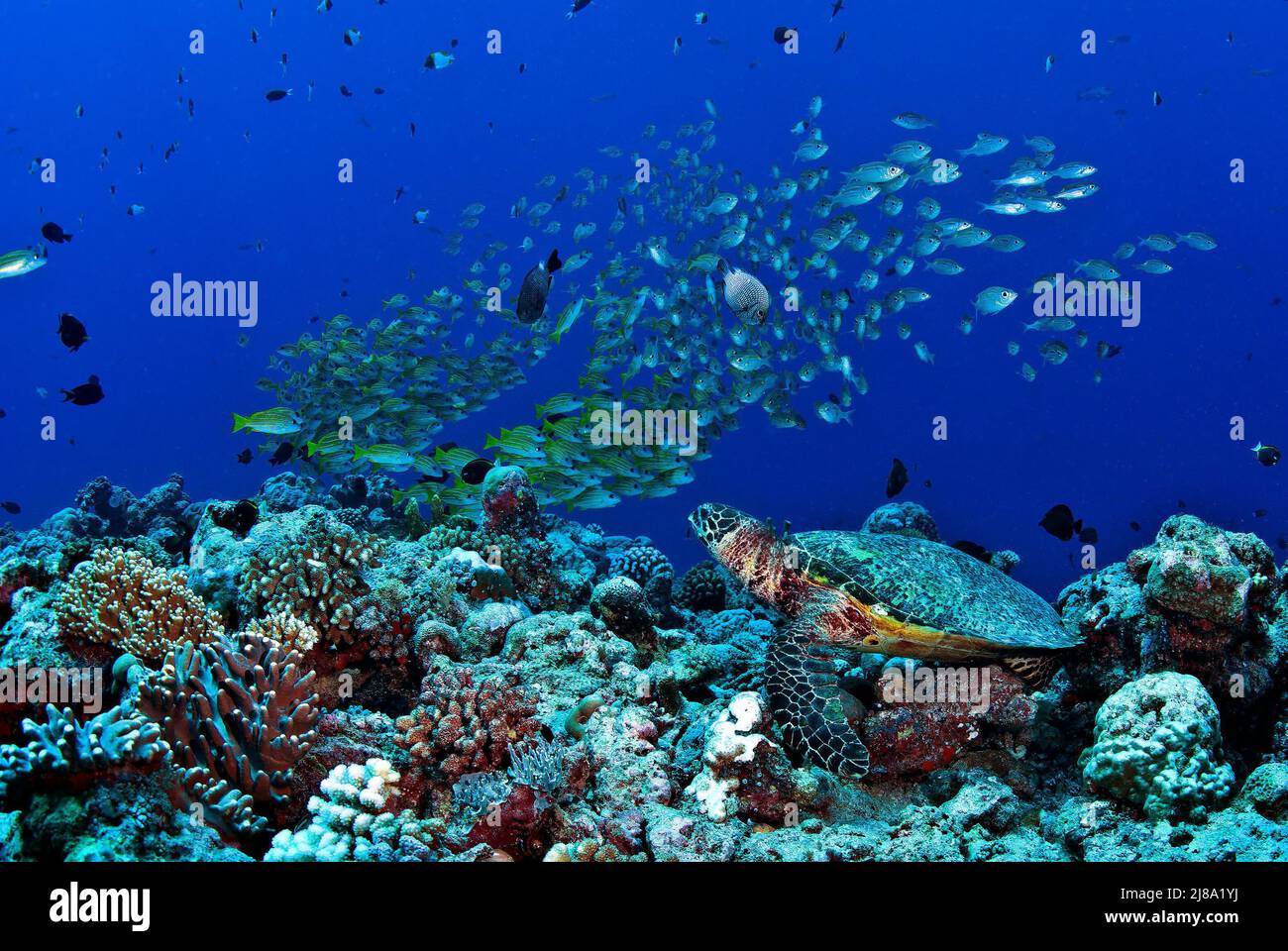 Palau Turtle Sea Turtle Numbers Improving