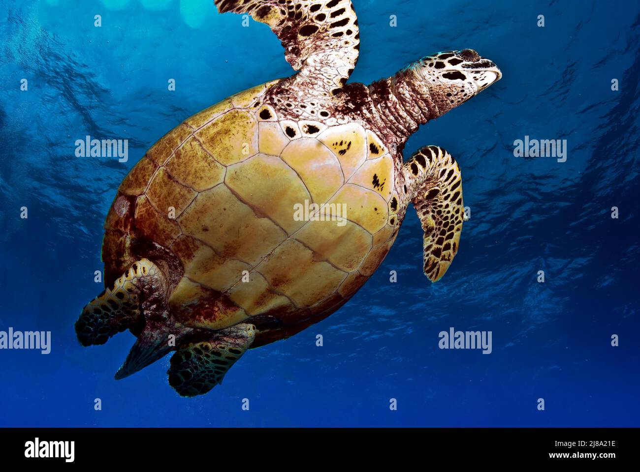 Hawksbill sea turtle at New Dropoff, Palau, Micronesia Stock Photo - Alamy