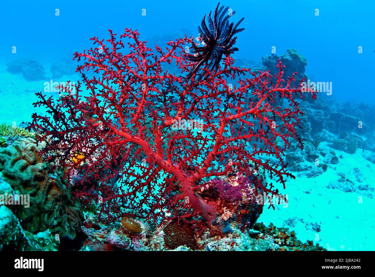Black crinoids on Red coral at German Channel, Palau, Micronesia Stock ...