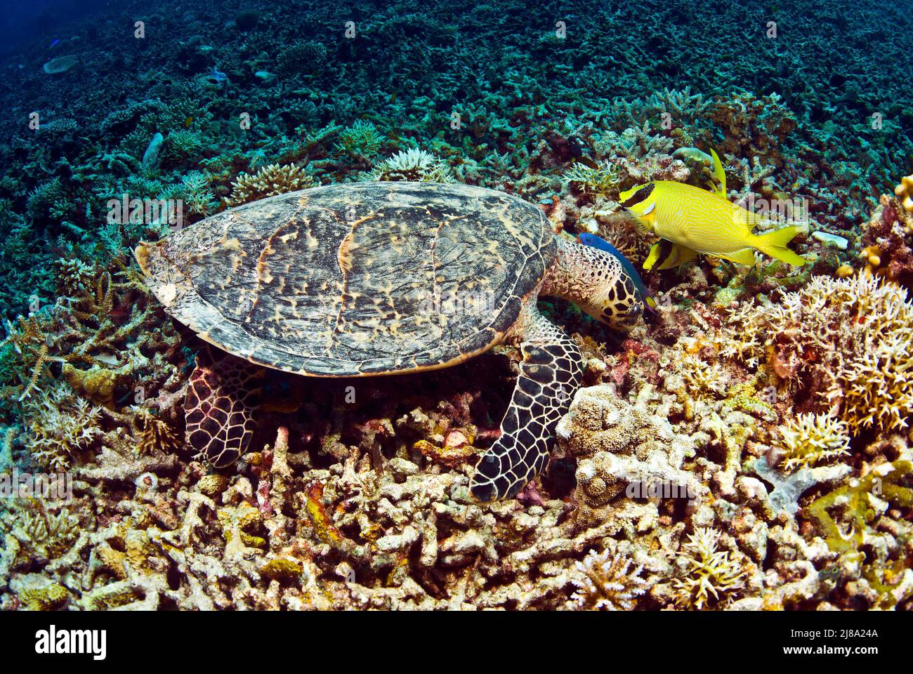 Green sea turtle and masked rabbitfish at German Channel, Palau ...