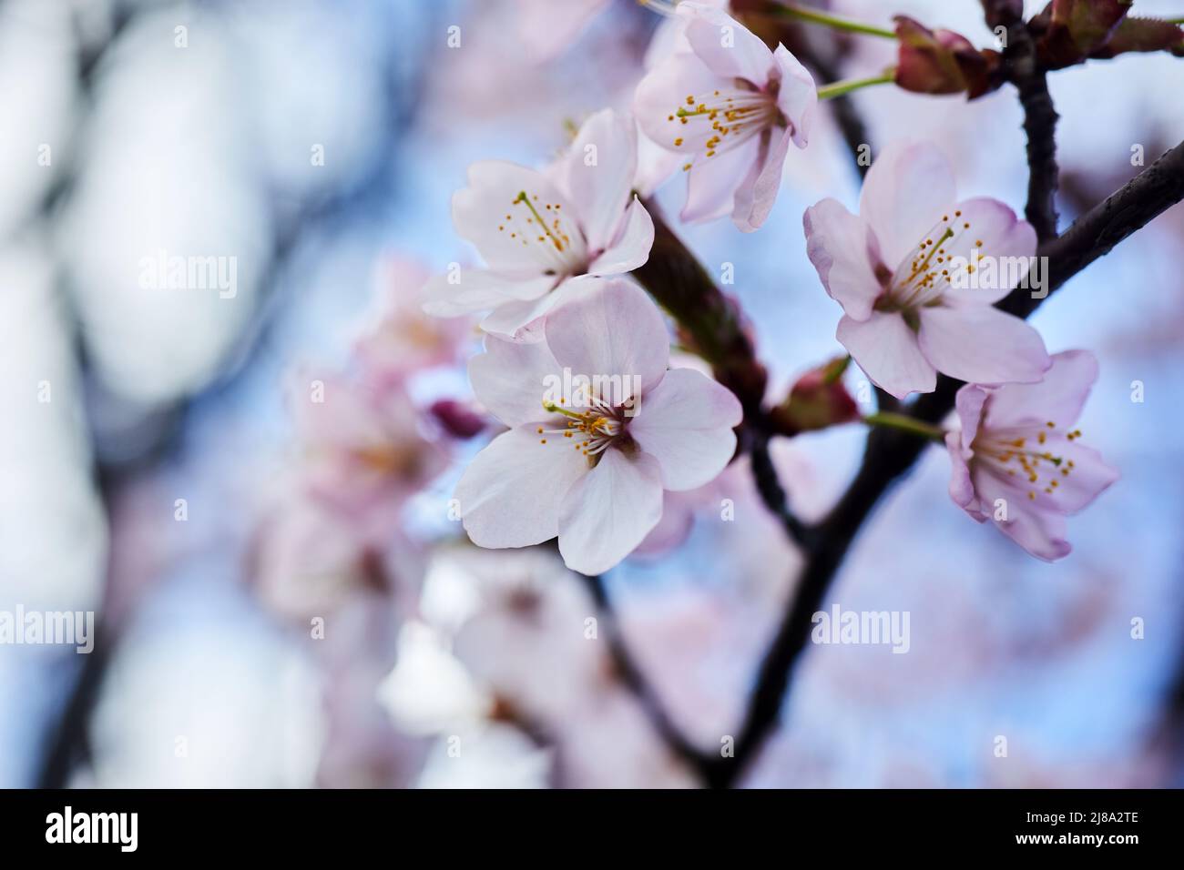 Soft focus Cherry Blossom or Sakura flower. Close up macro Stock Photo ...